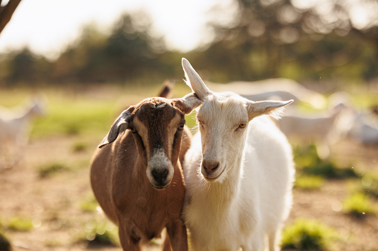Caprine Arthritis Encephalitis Virus (CAEV) - Goat Journal